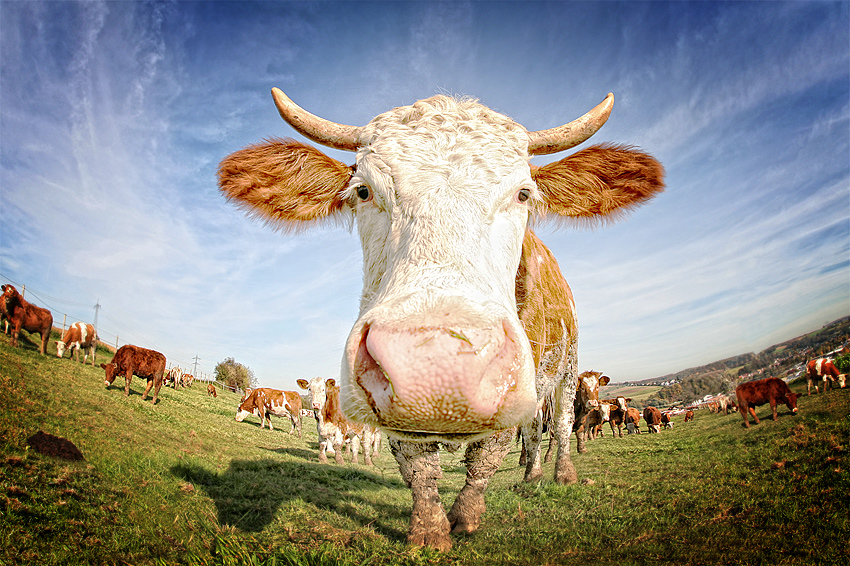 Lucky Cow Foto & Bild | tiere, haustiere, nutztiere Bilder auf ...