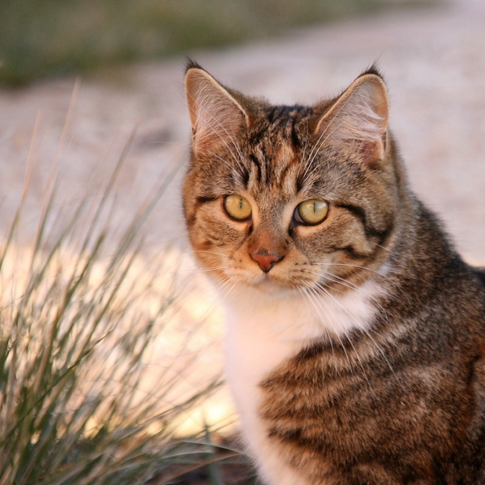 Lucy Foto & Bild | tiere, haustiere, katzen Bilder auf fotocommunity