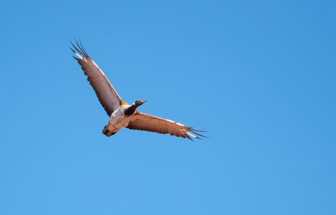 Ludwigtrappe (Neotis ludwigii) Foto & Bild | africa, southern africa ...