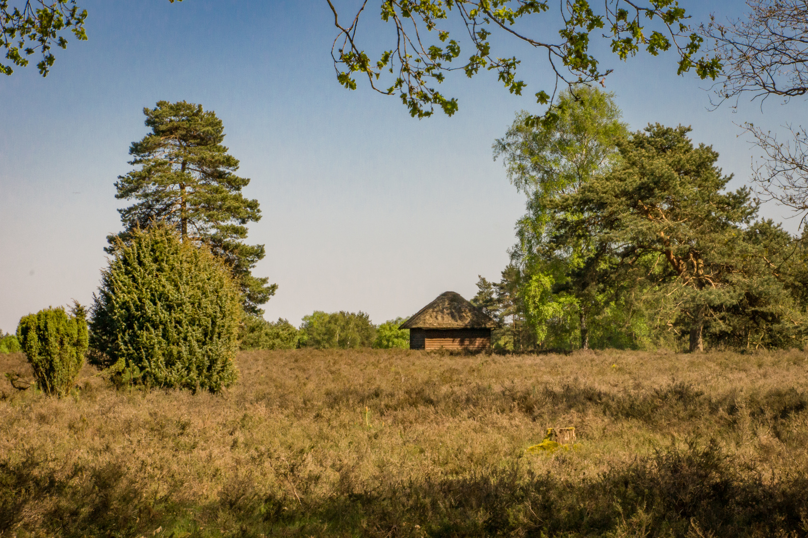 Lüneburger Heide Foto & Bild | natur und landschaft, landschaft, heide ...