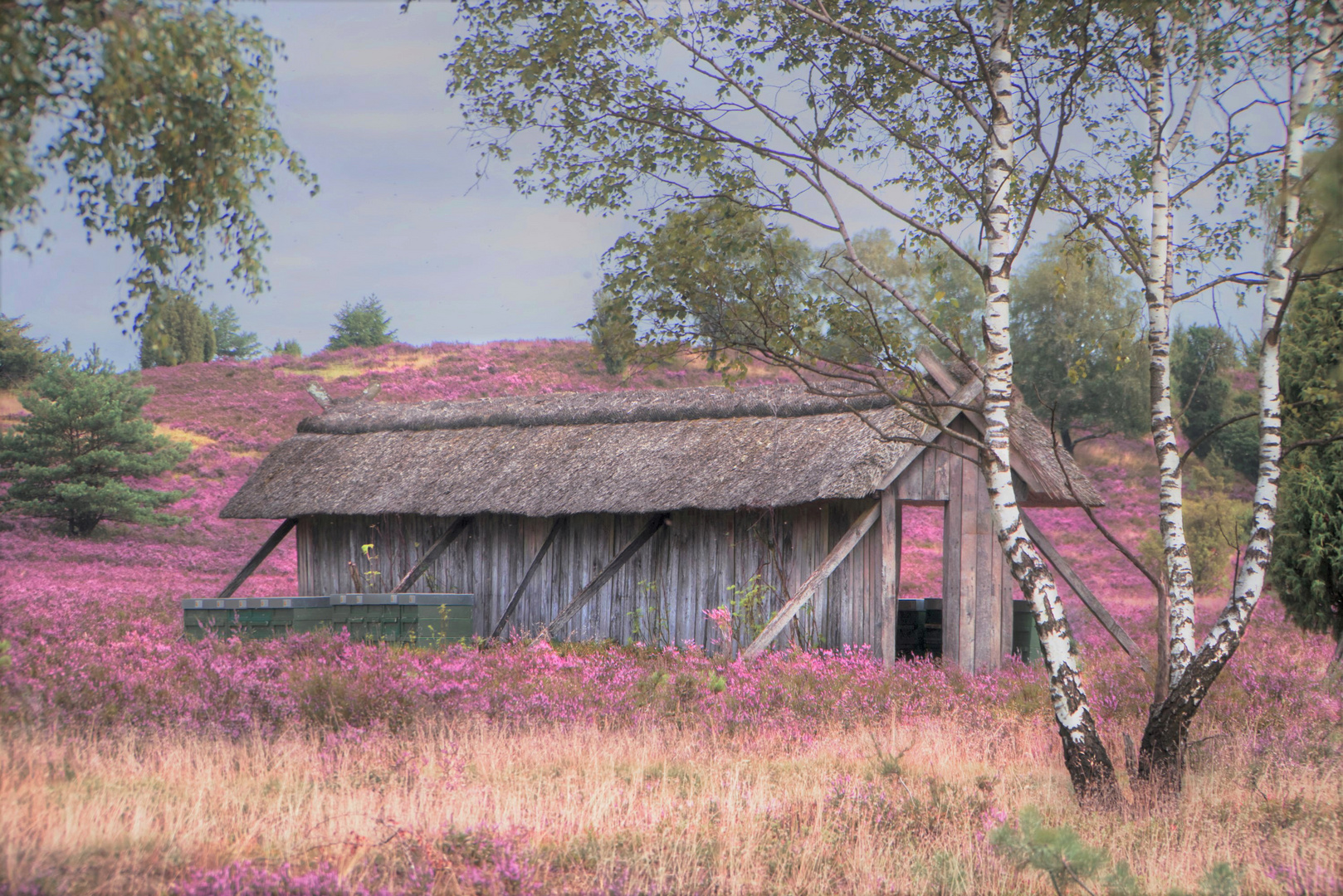 Lüneburger Heide Foto & Bild | landschaft, kulturlandschaften, natur ...