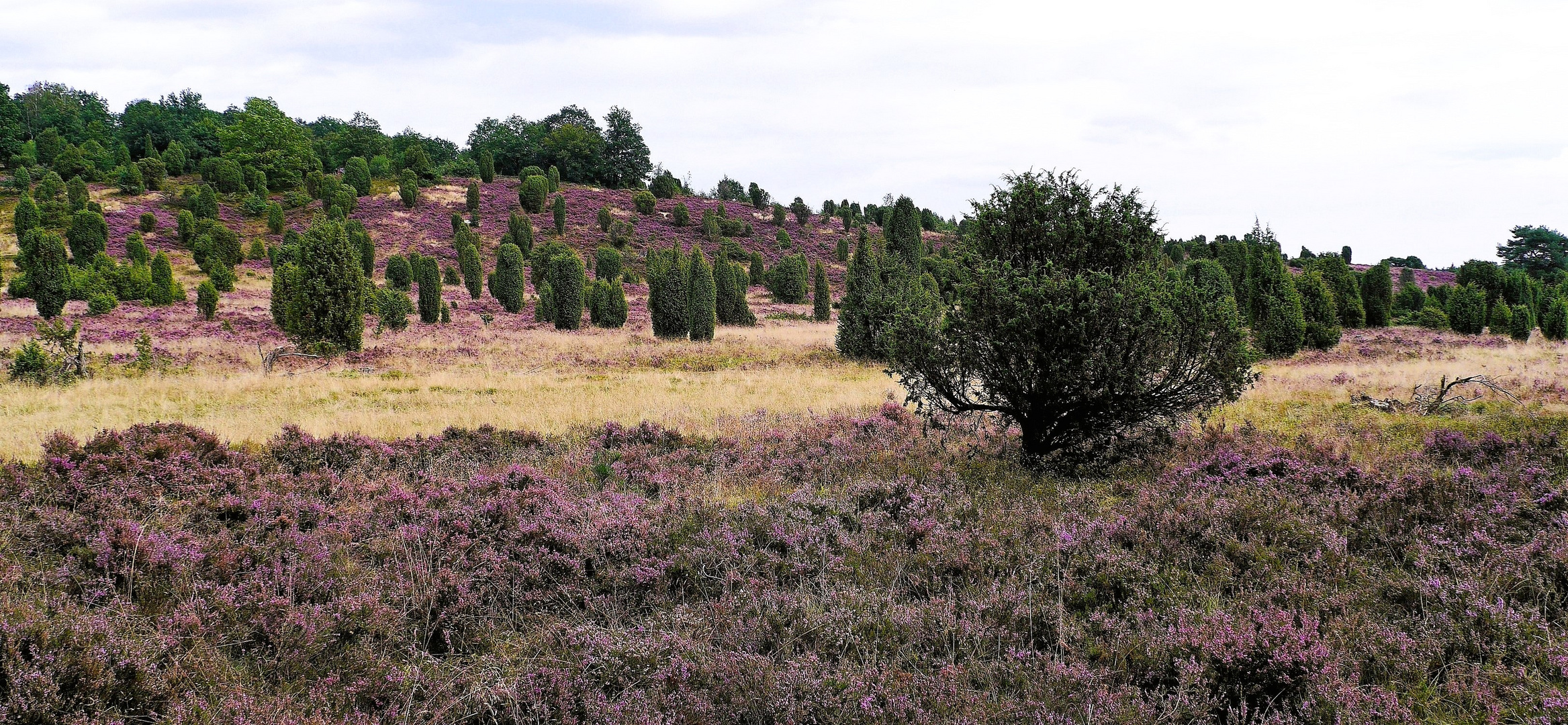 Lüneburger Heide Foto & Bild | deutschland, europe, niedersachsen ...