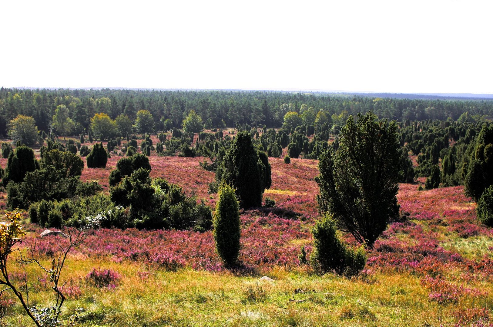 Lüneburger Heide Foto & Bild | landschaft, heide, natur Bilder auf ...