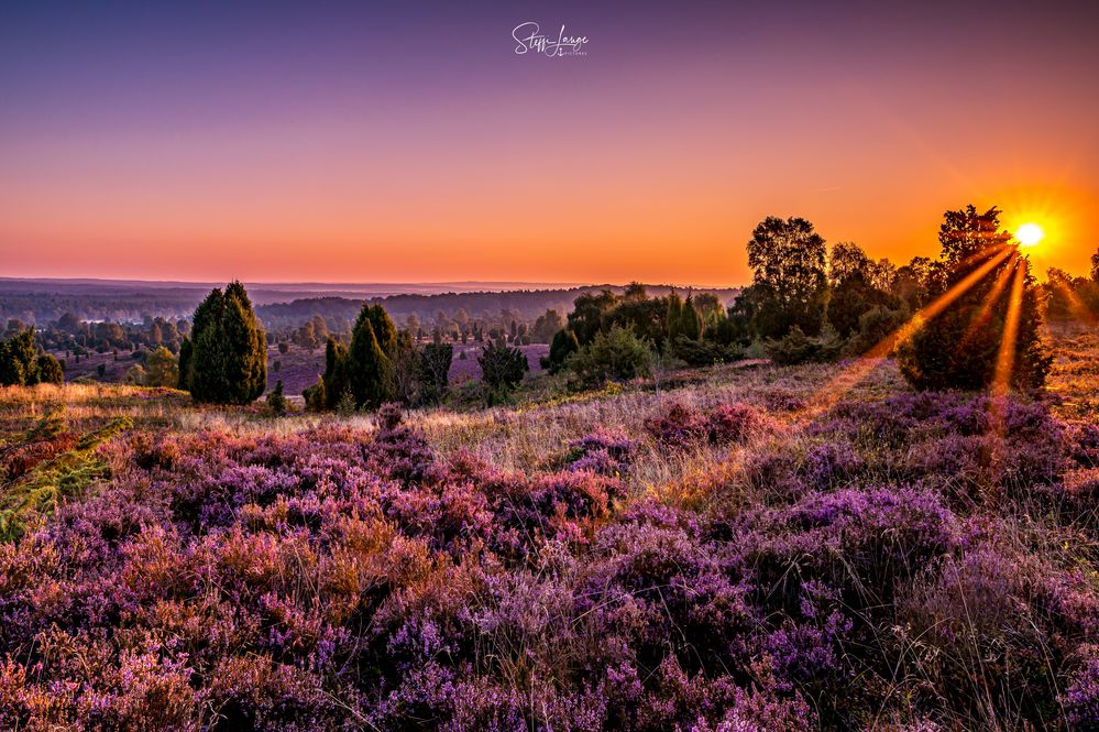 Lüneburger Heide -Touched by the first sunrays Foto & Bild | landschaft ...