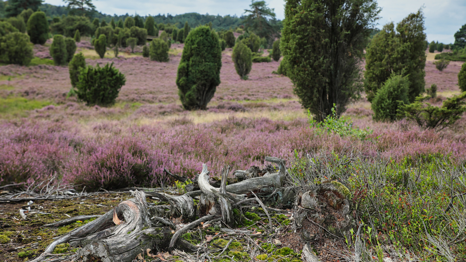 Lüneburger Heide_2 Foto & Bild | landschaft, heide, fotos Bilder auf ...