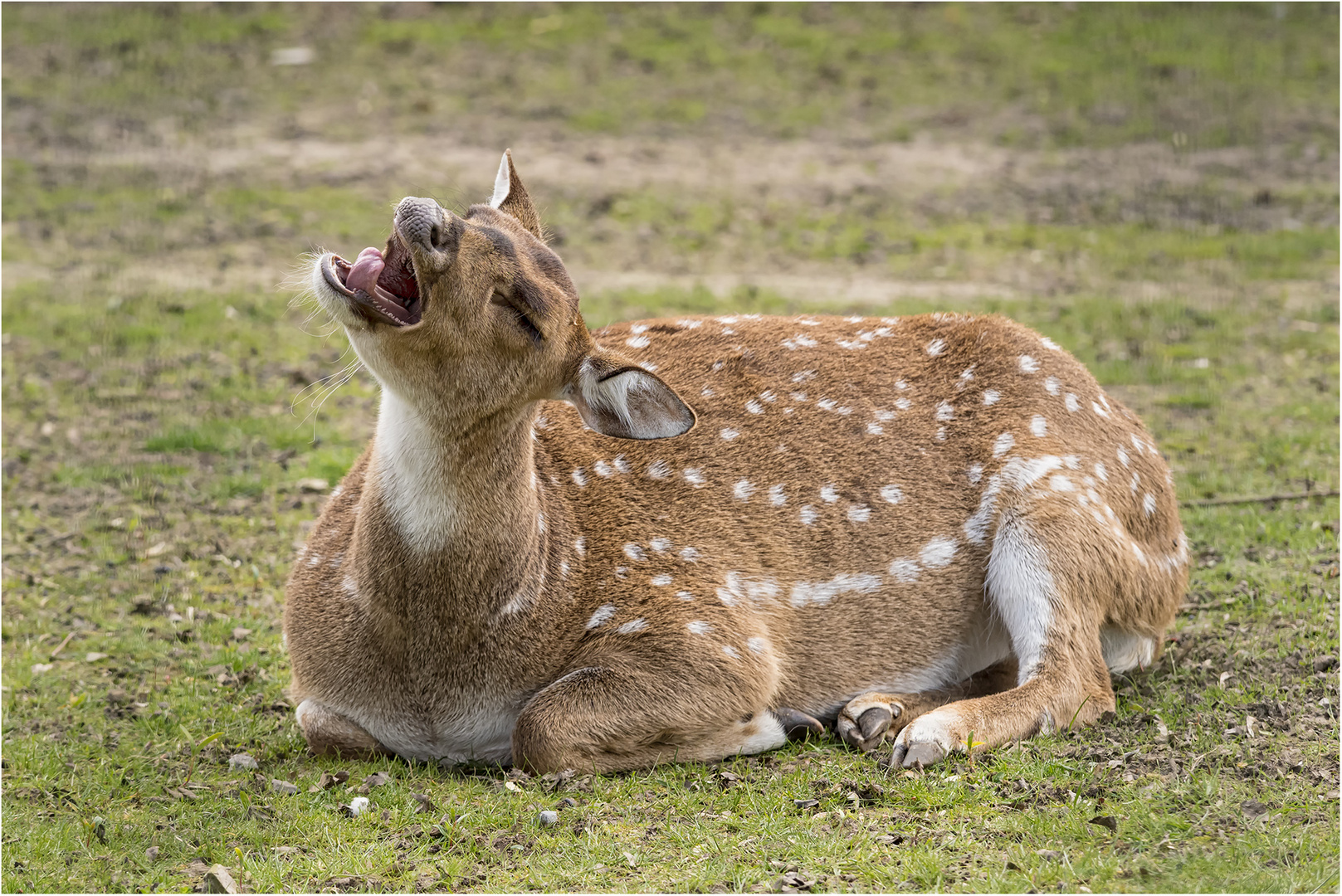 Luft schnappen..... Foto & Bild | natur, portrait, porträt Bilder auf ...