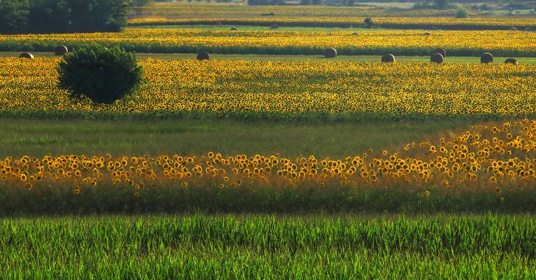 Campagna Immagini e foto