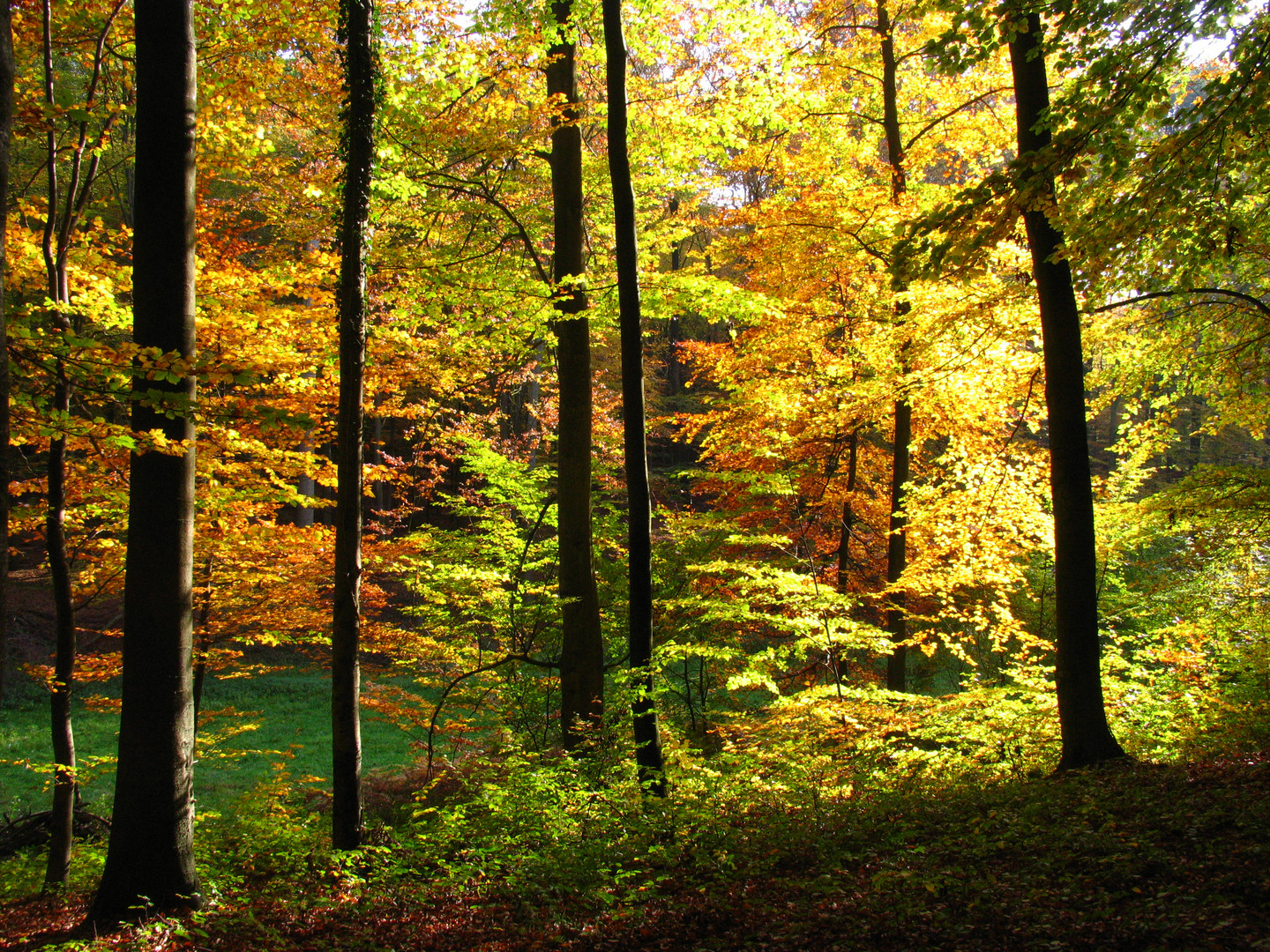 Lumière automnale photo et image | arbres, nature Images fotocommunity