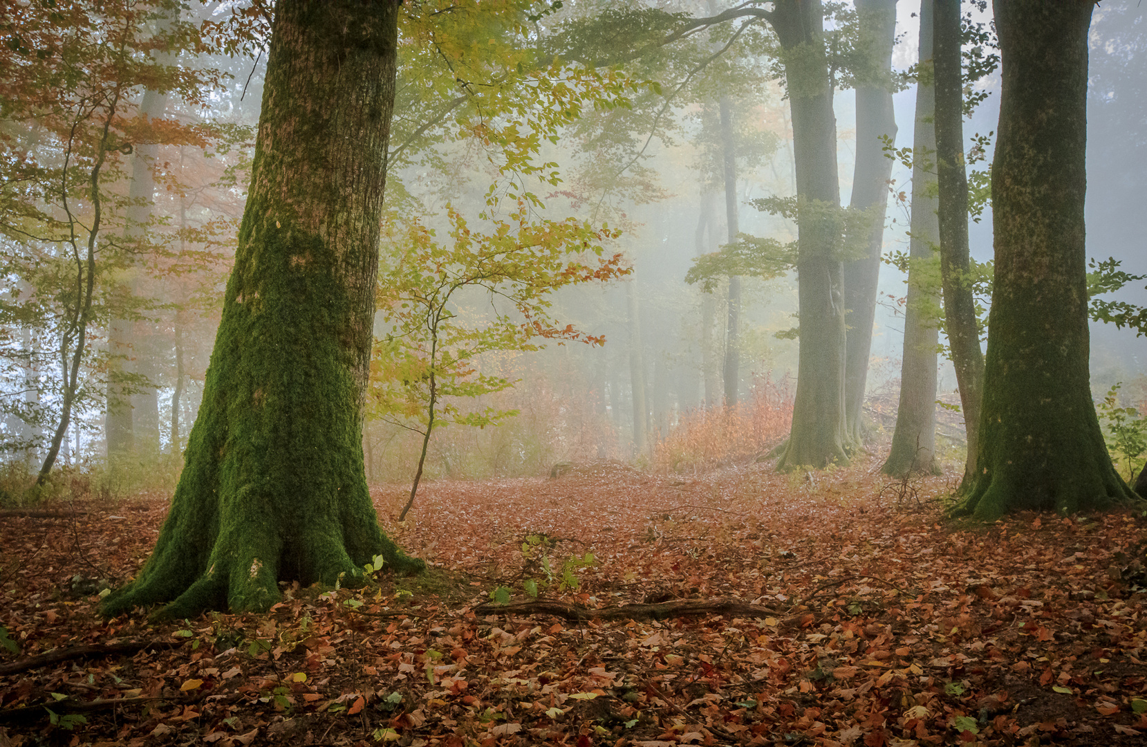 Lumière automnale, photo et image | arbres, forêt, arbres,, 21102018 ...