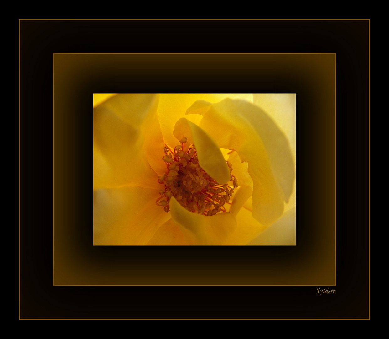 Lumière d'une rose photo et image | nature, fleurs, rose Images ...