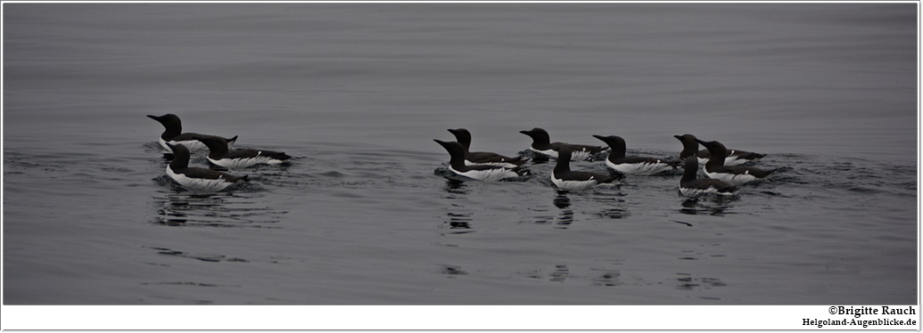 Lummen Foto & Bild | tiere, wildlife, wild lebende vögel Bilder auf ...