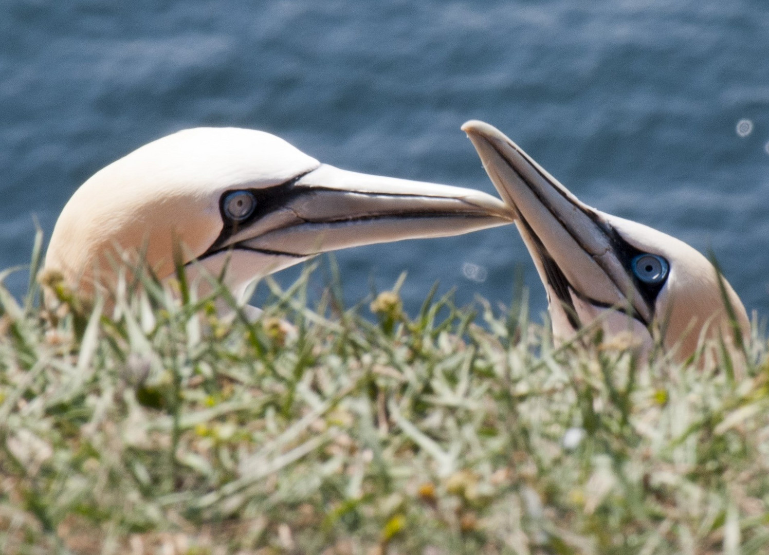 Lummen auf Helgoland 2 Foto & Bild | tiere, wildlife, wild lebende ...