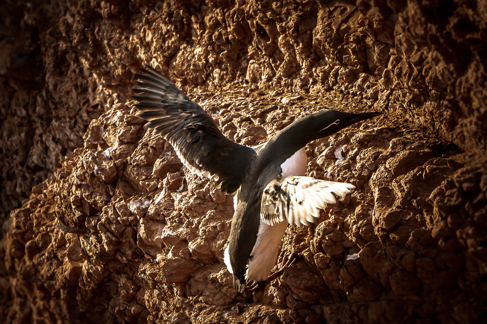 Lummen auf Helgoland Foto & Bild | deutschland, europe, schleswig ...