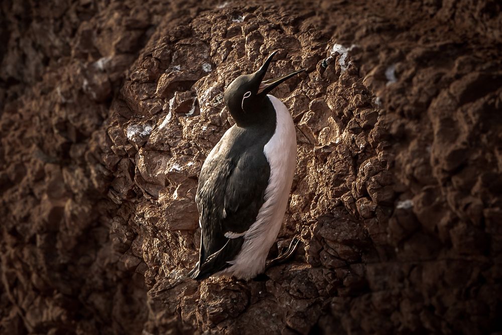 Lummen auf Helgoland Foto & Bild | deutschland, europe, schleswig ...
