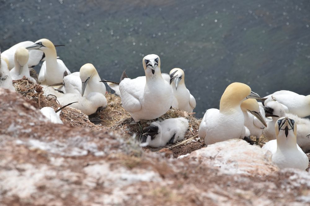 Lummen auf Helgoland Foto & Bild | tiere, wildlife, wild lebende vögel ...