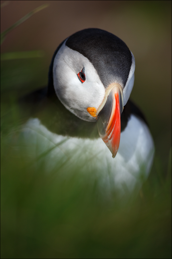 lundi ] Foto & Bild | europe, scandinavia, iceland Bilder auf fotocommunity