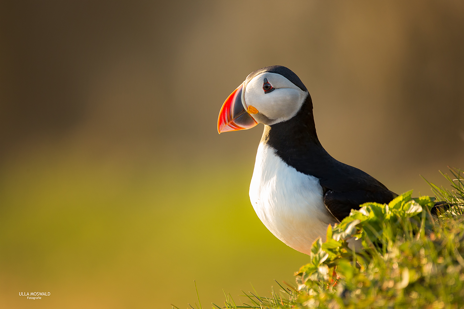 ...Lundi... Foto & Bild | vögel, island, iceland Bilder auf fotocommunity
