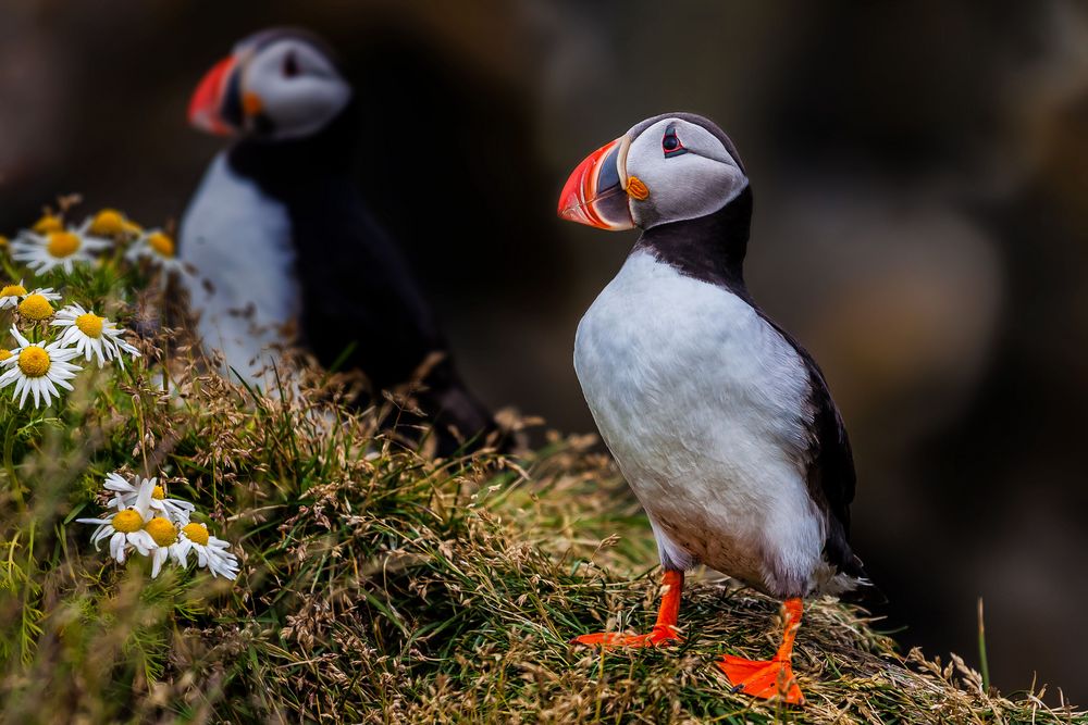 Lundi II Foto & Bild | europe, scandinavia, iceland Bilder auf ...