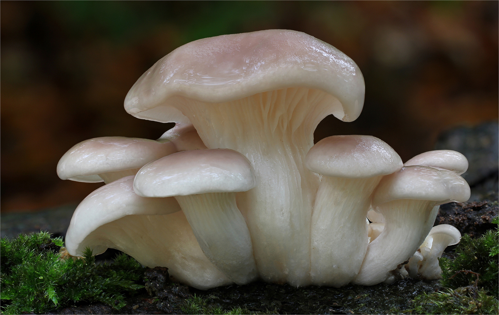 Lungen-Seitling (Pleurotus pulmonarius) Foto & Bild | pilze, makro ...