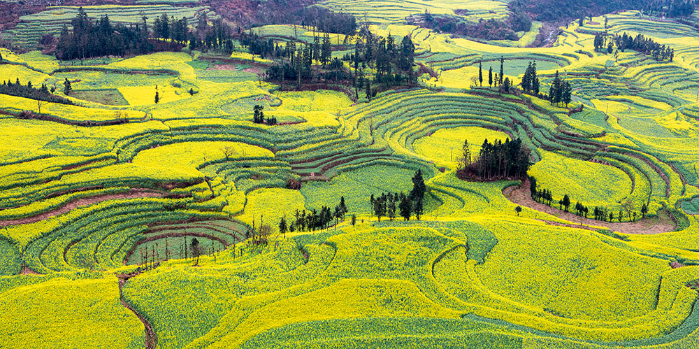 Luoping Rapsfelder Foto & Bild | asia, china, east asia Bilder auf ...