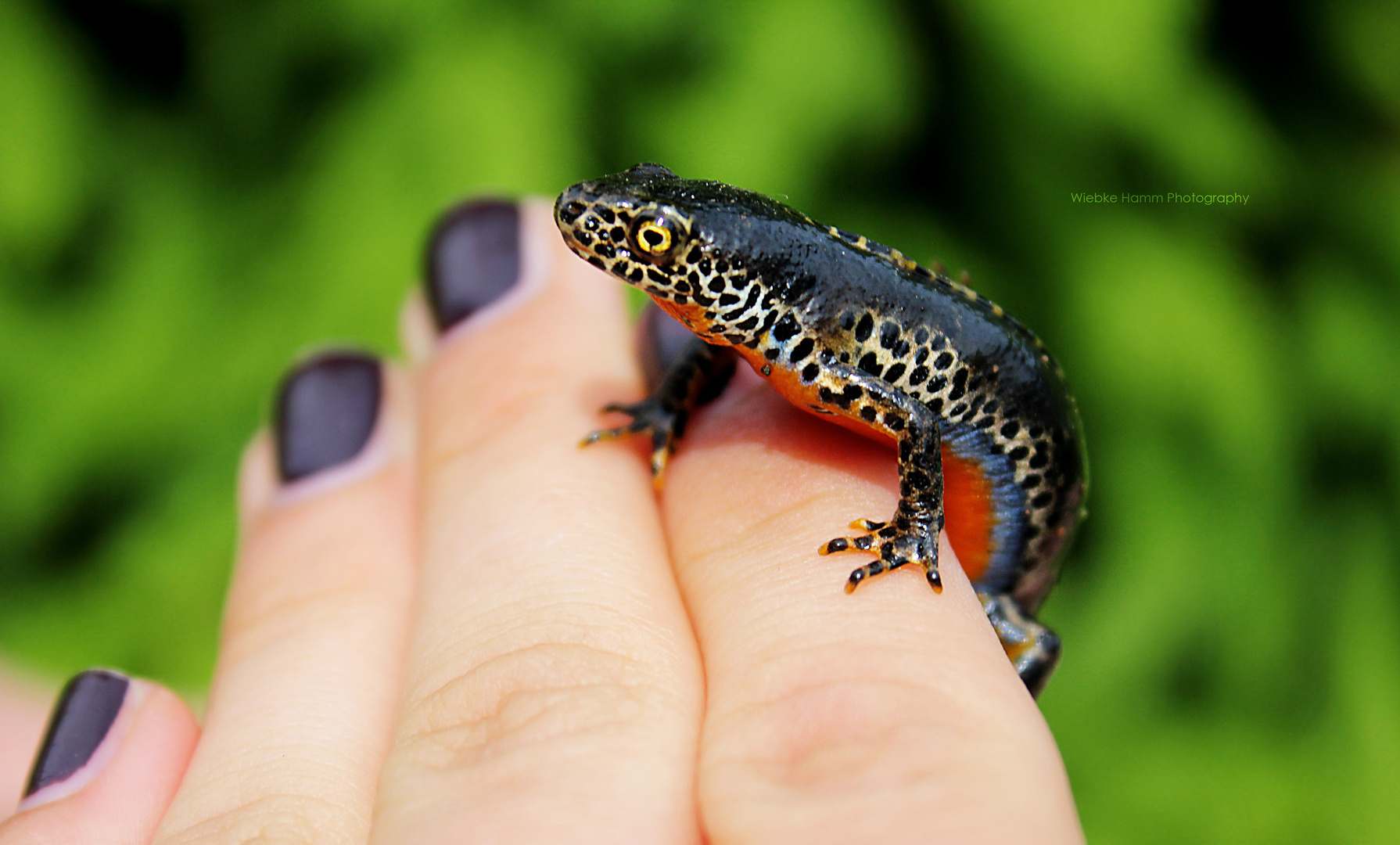 Lurch :) Foto & Bild | tiere, spuren von tieren, natur Bilder auf ...