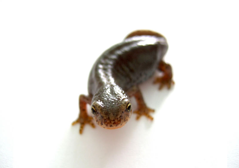 Lurch Foto & Bild | tiere, wildlife, amphibien & reptilien Bilder auf ...