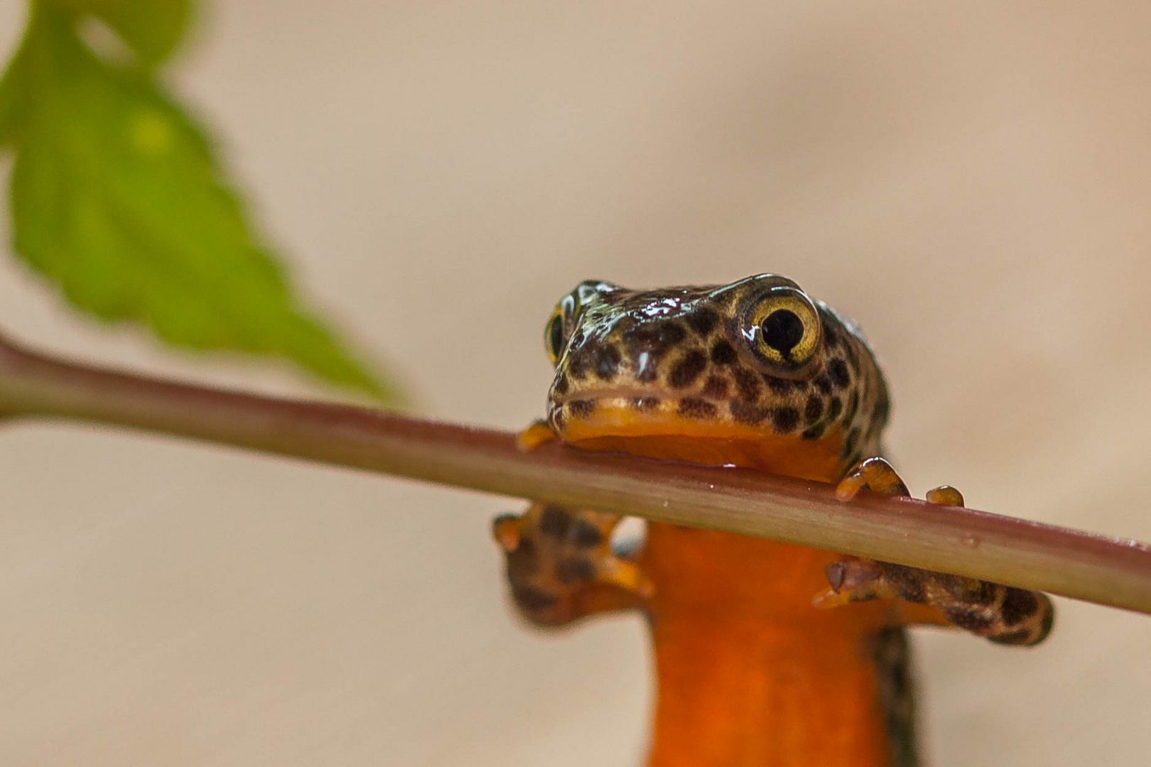 Lurch Foto & Bild | tiere, wildlife, amphibien & reptilien Bilder auf ...