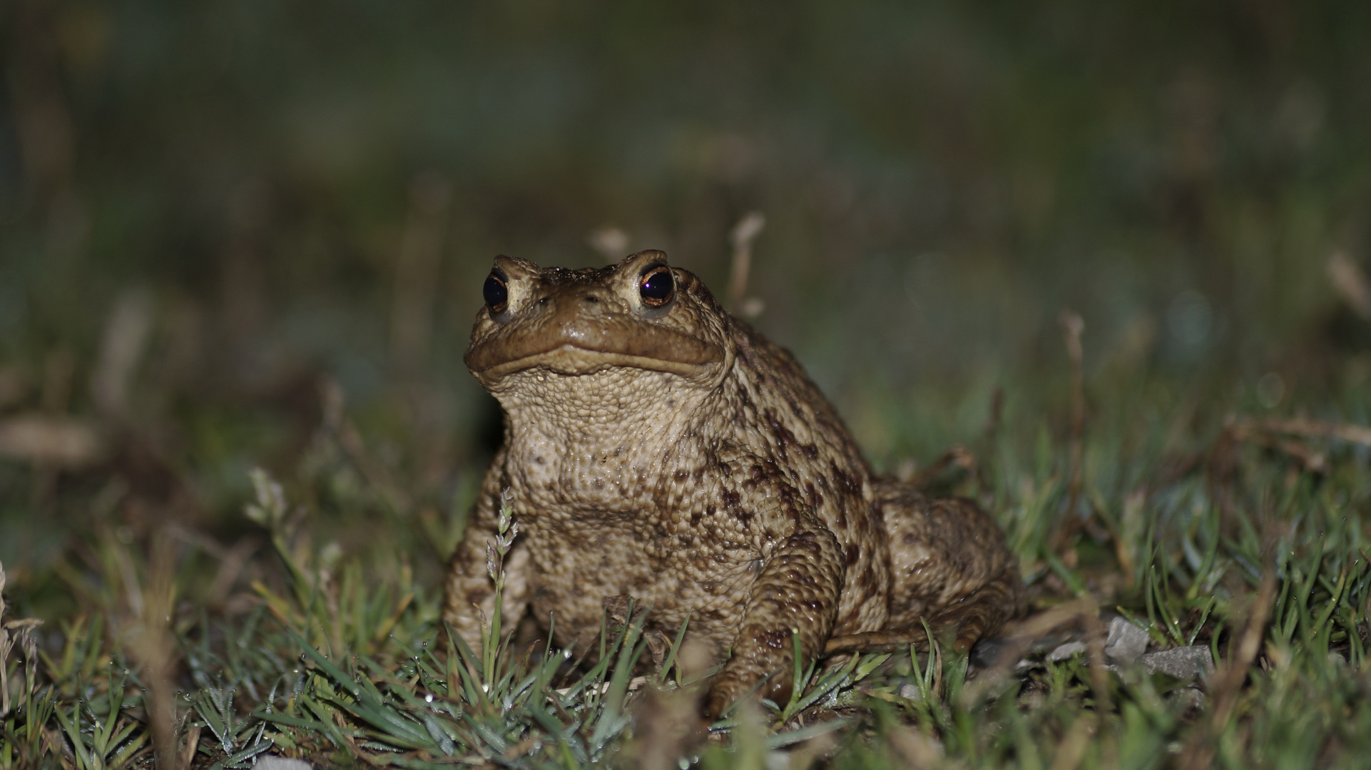 Lurch am Wiesenweg Foto & Bild | tiere, natur Bilder auf fotocommunity