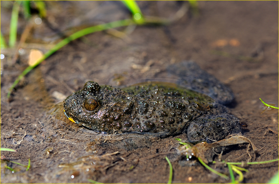 Lurch des Jahres 2014 Foto & Bild | natur, tiere, wildlife Bilder auf ...