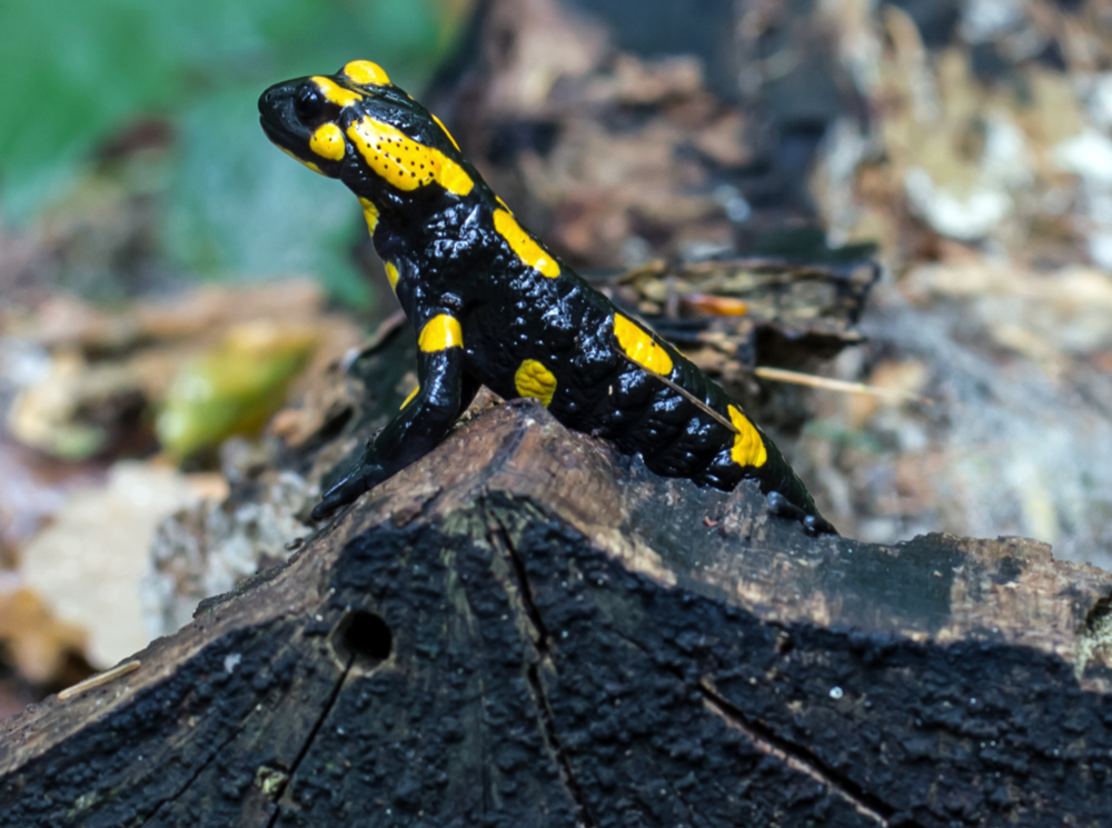 Lurch des Jahres 2016: Foto & Bild | tiere, wildlife, amphibien ...