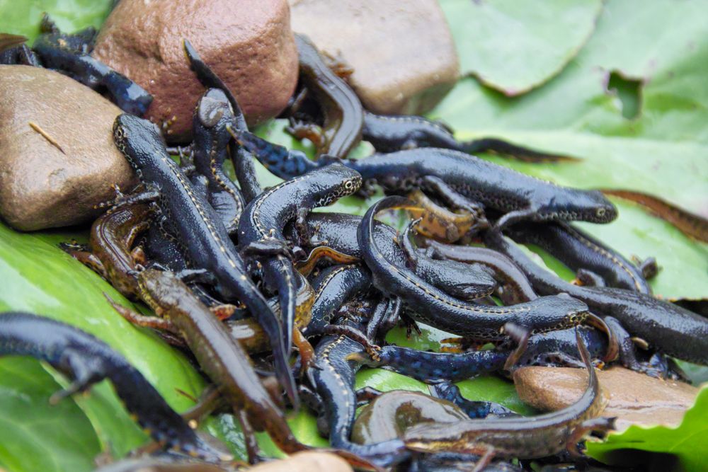 "Lurche" Foto & Bild | tiere, tierdetails, bilder Bilder auf fotocommunity