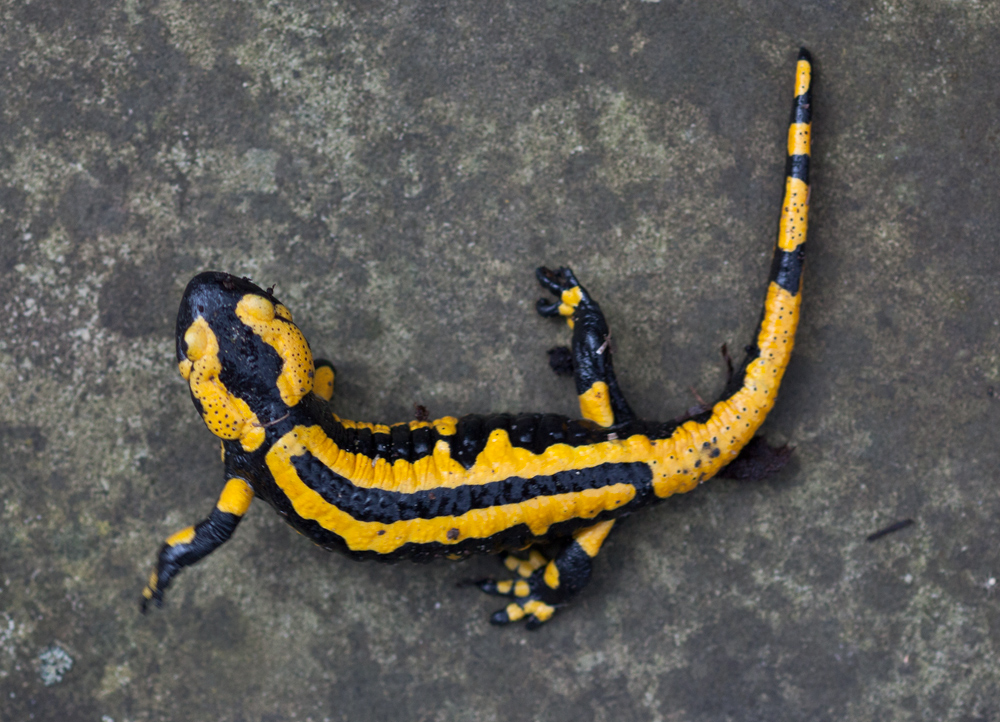 Lurchi #01 Foto & Bild | tiere, wildlife, amphibien & reptilien Bilder ...