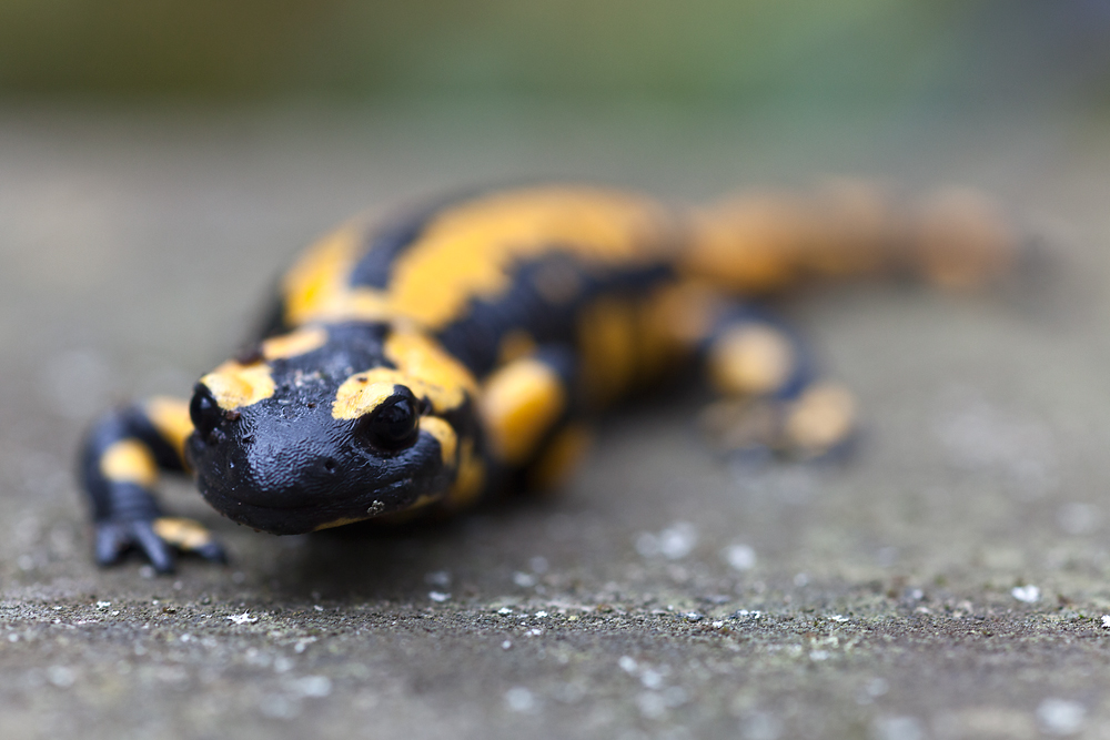 Lurchi #02 Foto & Bild | tiere, wildlife, amphibien & reptilien Bilder ...