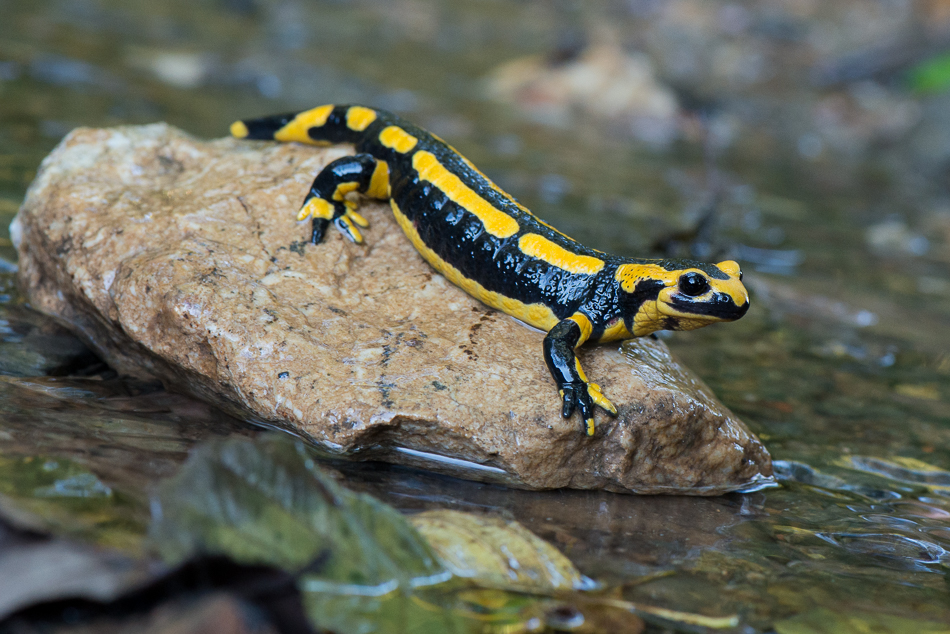 Lurchi Foto & Bild | tiere, wildlife, amphibien & reptilien Bilder auf ...