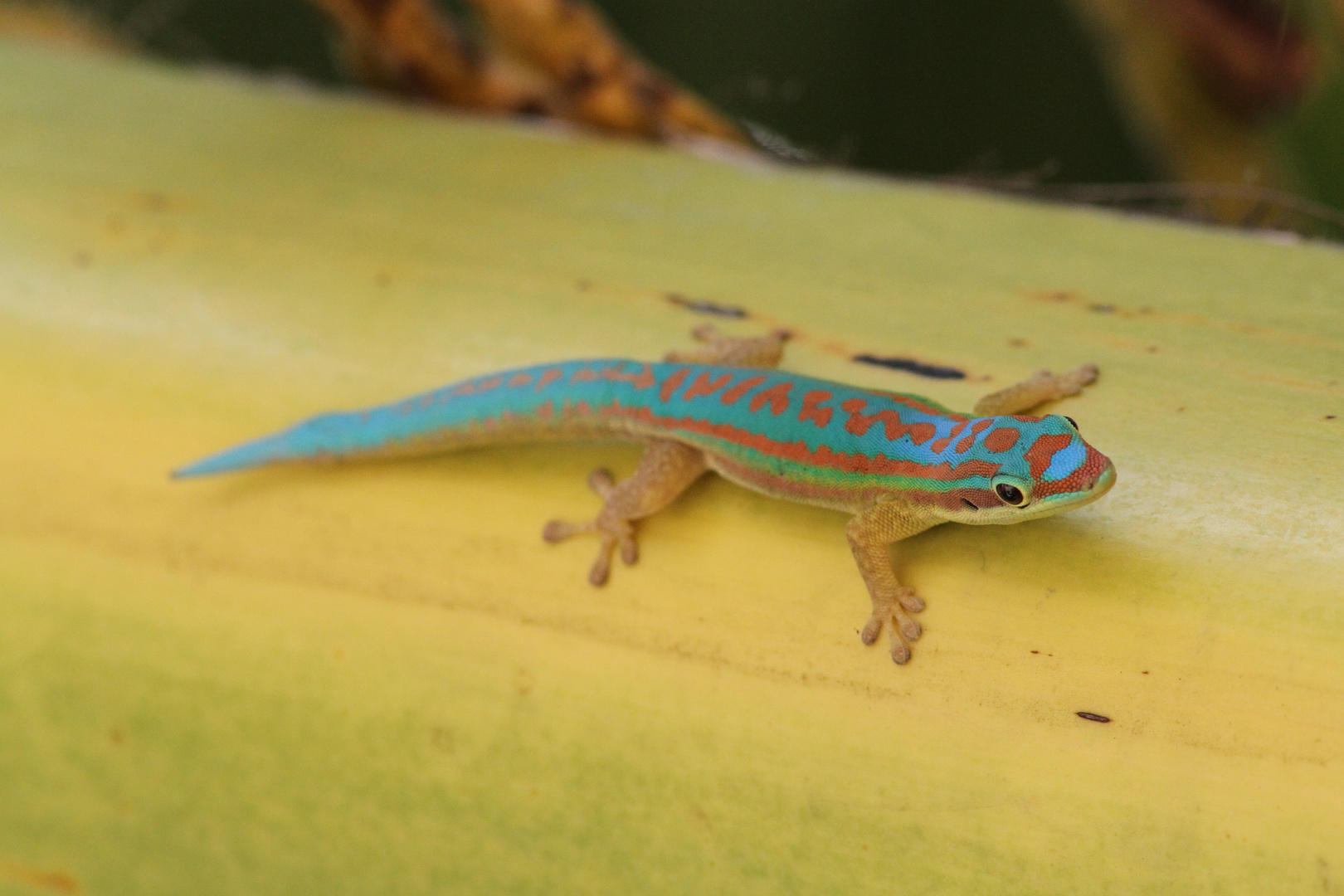 Lurchi Foto & Bild | tiere, natur Bilder auf fotocommunity