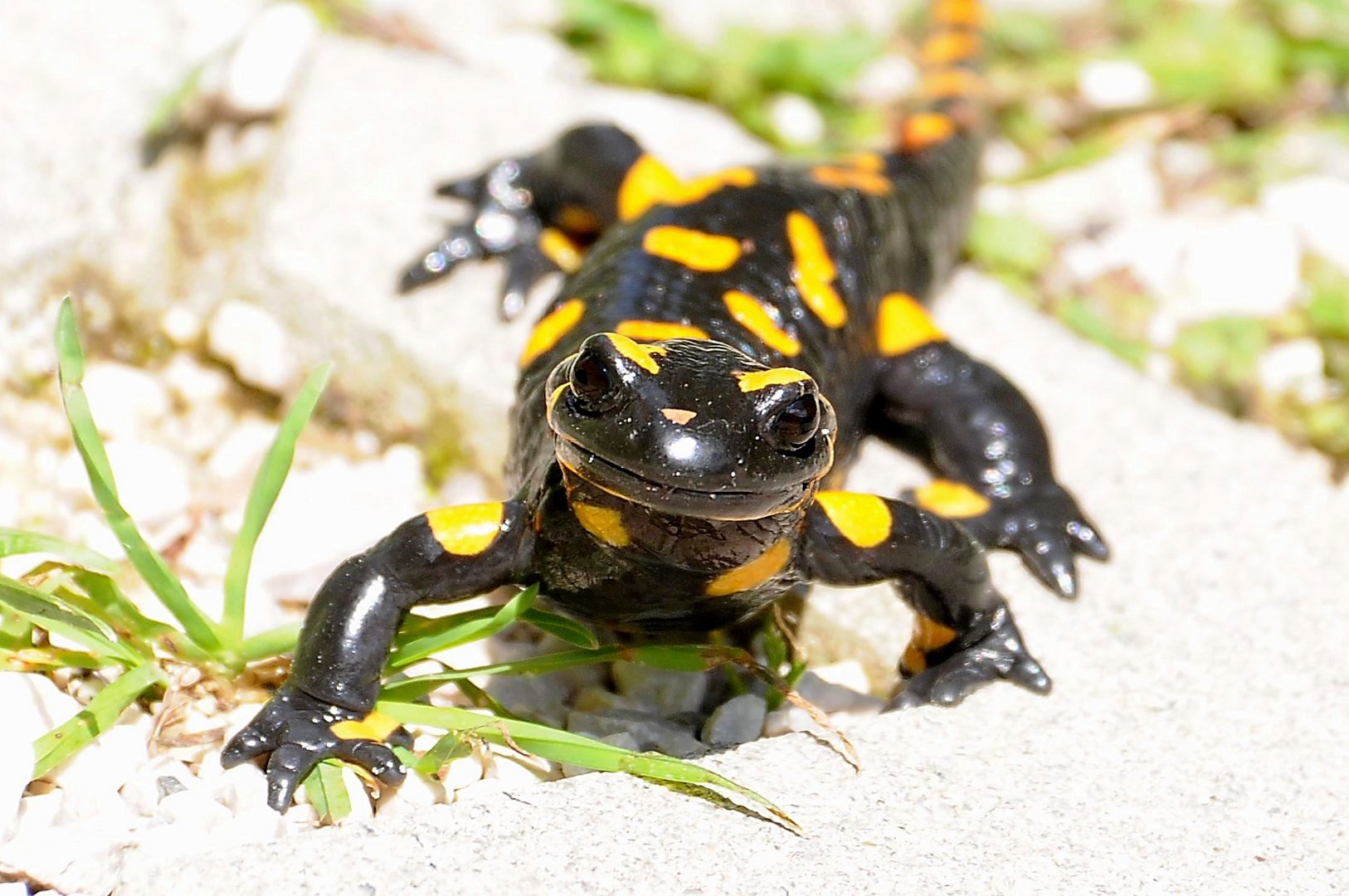 Lurchi kommt Foto & Bild | tiere, wildlife, amphibien & reptilien ...