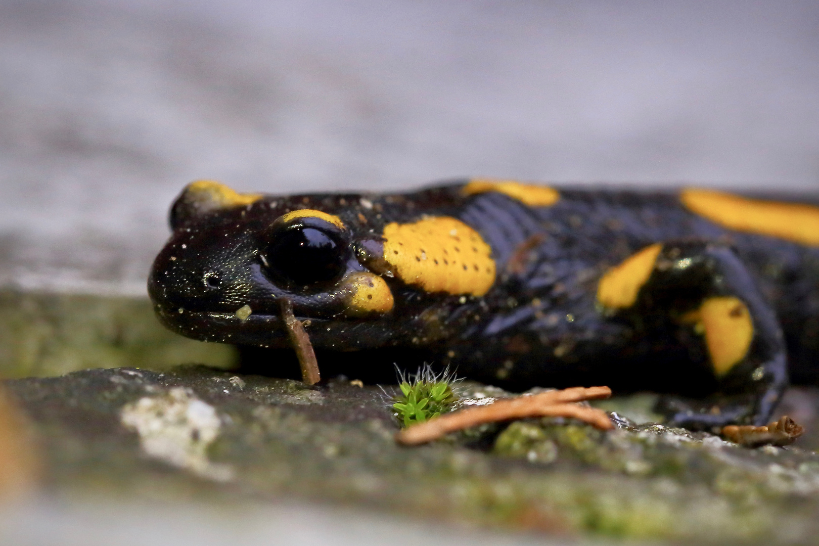 Lurchi und die verlorenen Schuhe Foto & Bild | outdoor, makro, gelb ...