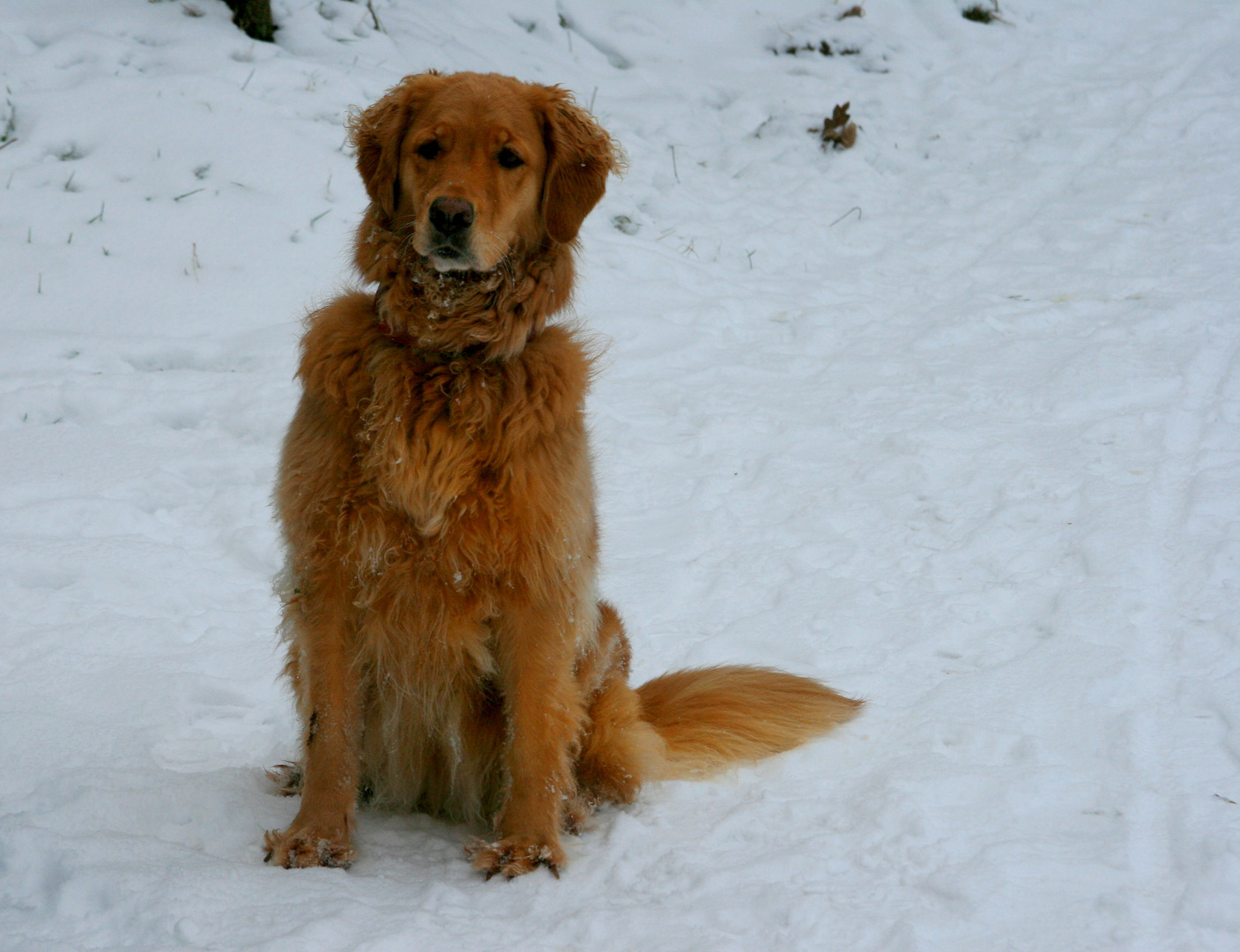 Lusie Foto & Bild | tiere Bilder auf fotocommunity