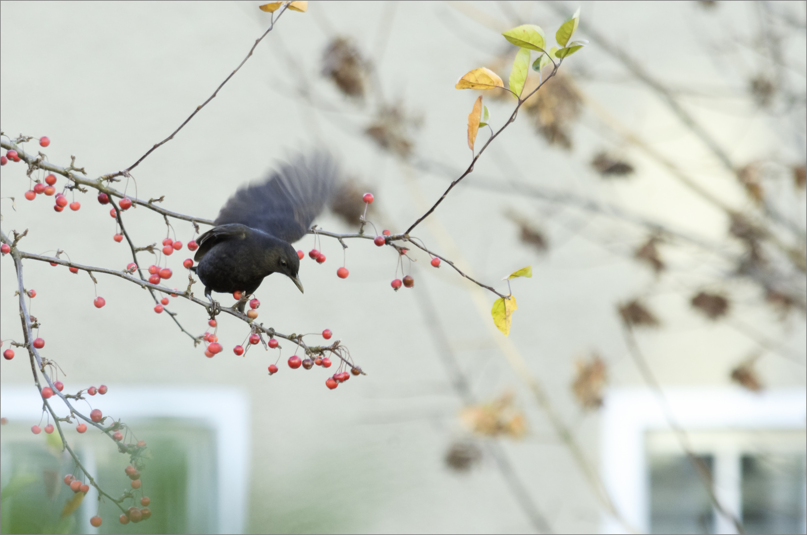 Lust auf rote Äpfelchen 01 Foto & Bild | münchen, natur, herbst Bilder ...