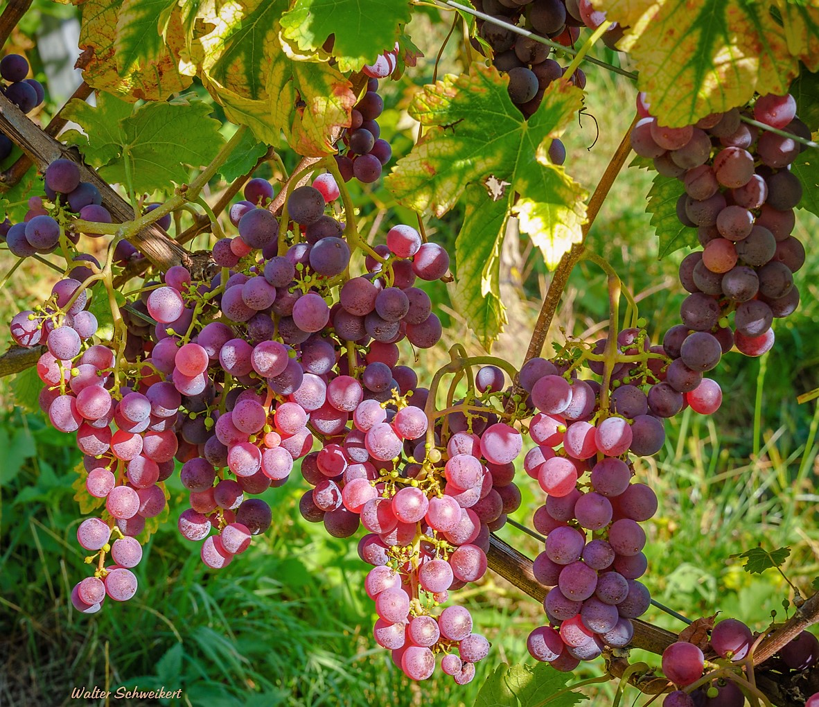 Lust auf Trauben Foto & Bild | deutschland, europe, baden- württemberg ...