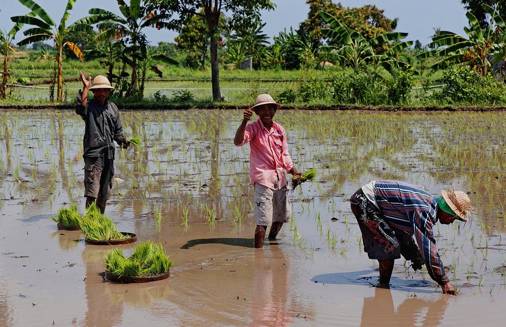Lustige Reisbauern - Bali Foto & Bild | asia, indonesia, southeast asia ...