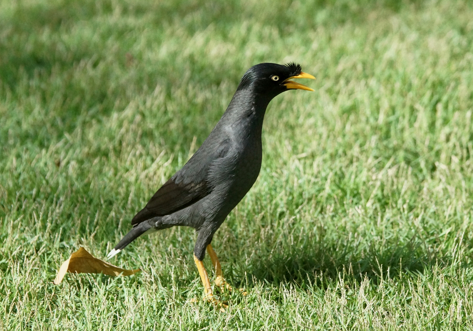 lustiger Geselle Foto & Bild | tiere, wildlife, wild lebende vögel ...