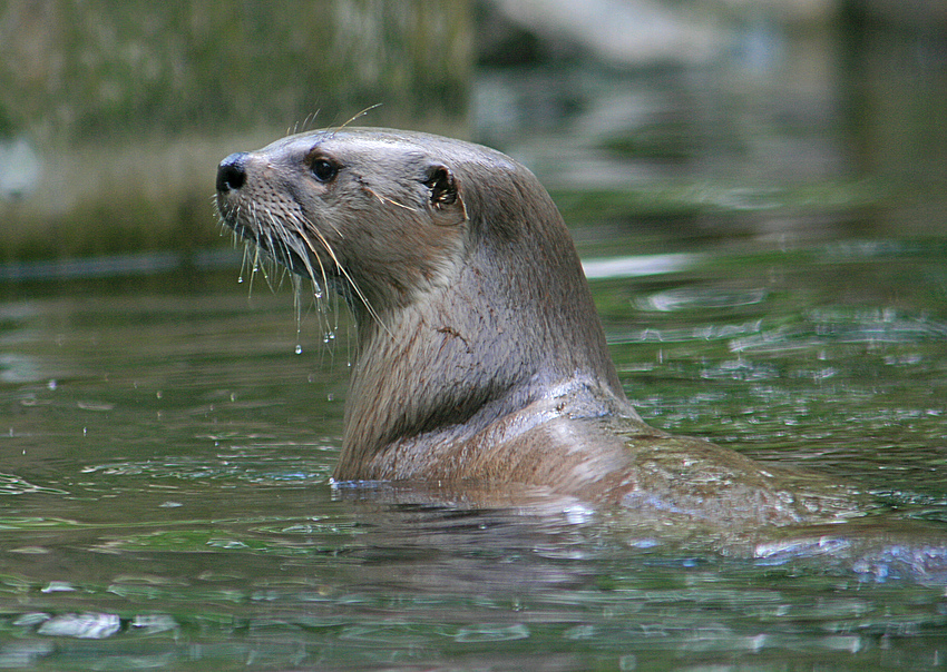 Lutrinae Foto & Bild | tiere, zoo, wildpark & falknerei, amphibien ...