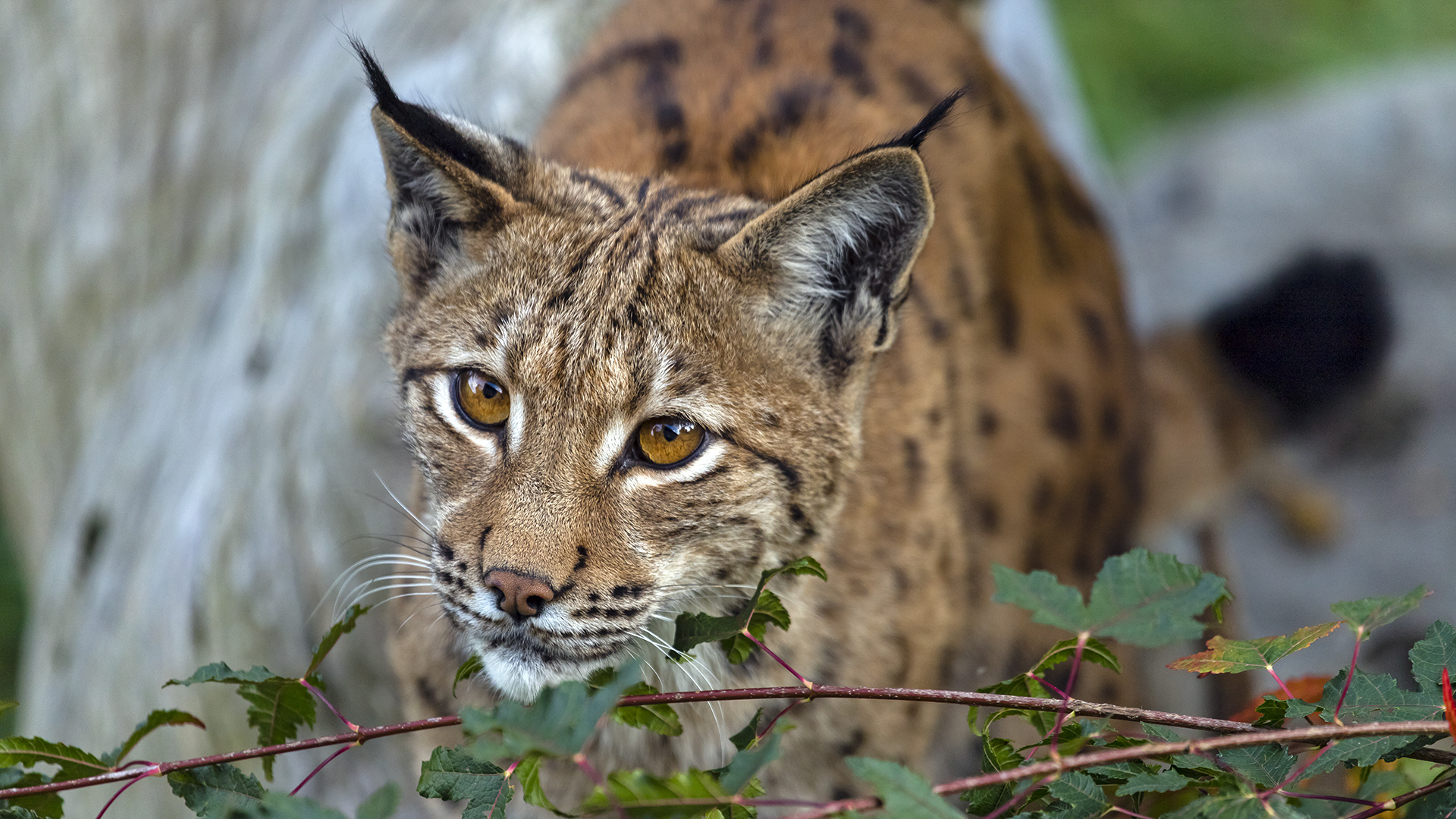 LUX-US Foto & Bild | tiere, zoo, wildpark & falknerei, säugetiere ...