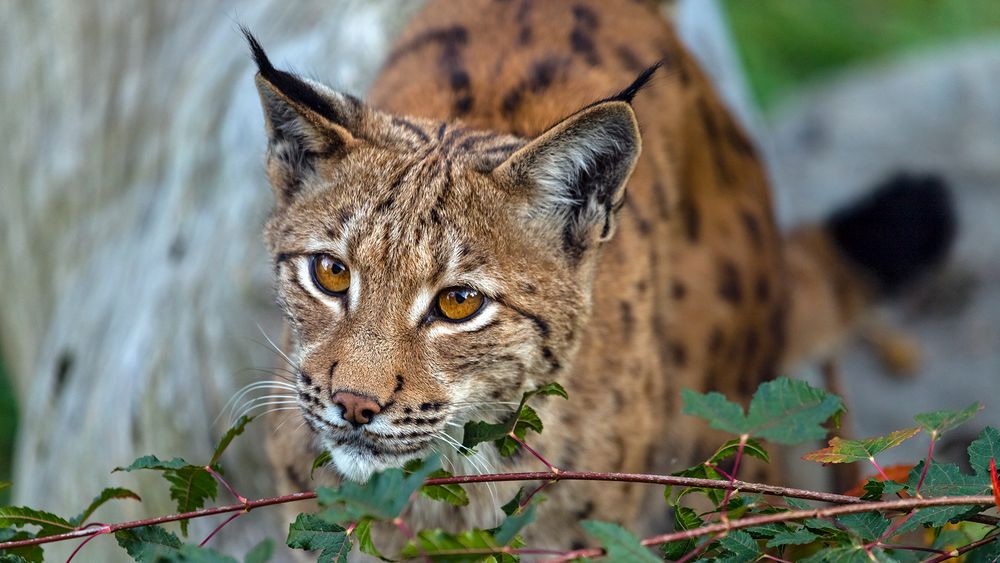 LUX-US Foto & Bild | tiere, zoo, wildpark & falknerei, säugetiere ...