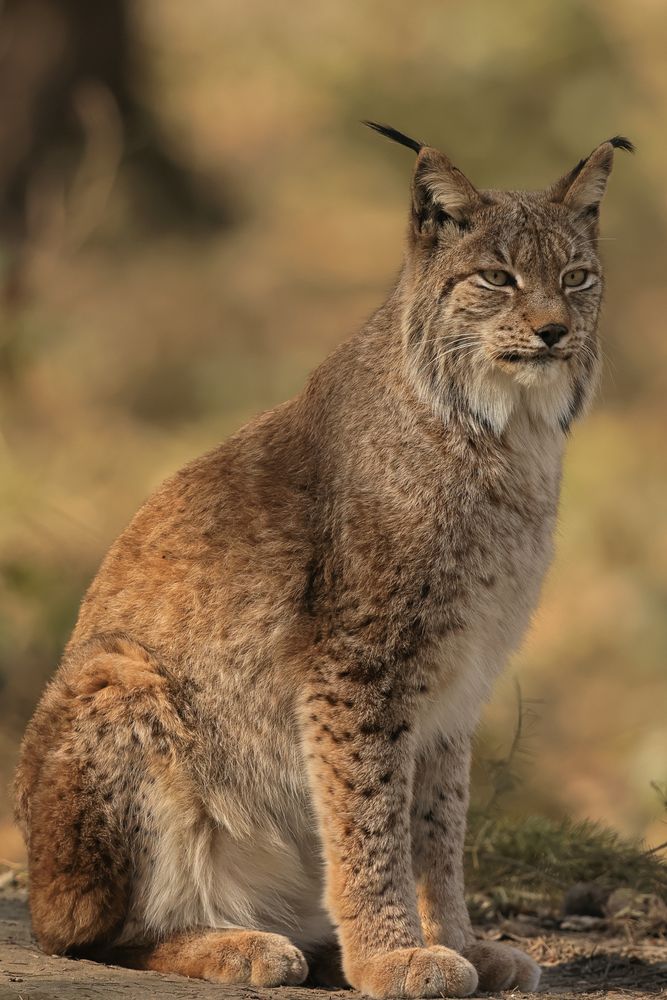 LuxII Foto & Bild | natur, zoo, tiere Bilder auf fotocommunity