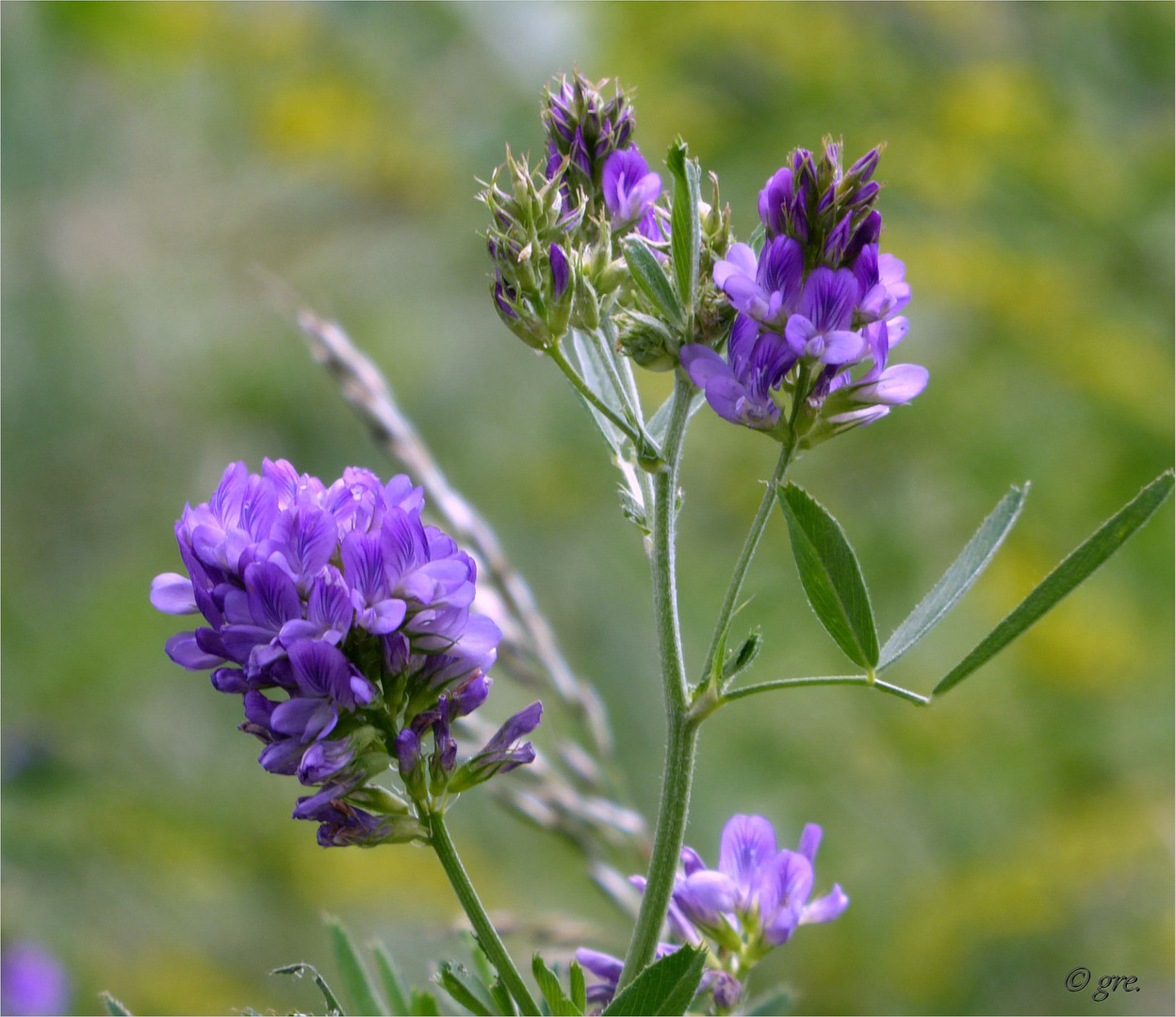 Luzerne Foto & Bild | natur, pflanzen, blüten Bilder auf fotocommunity