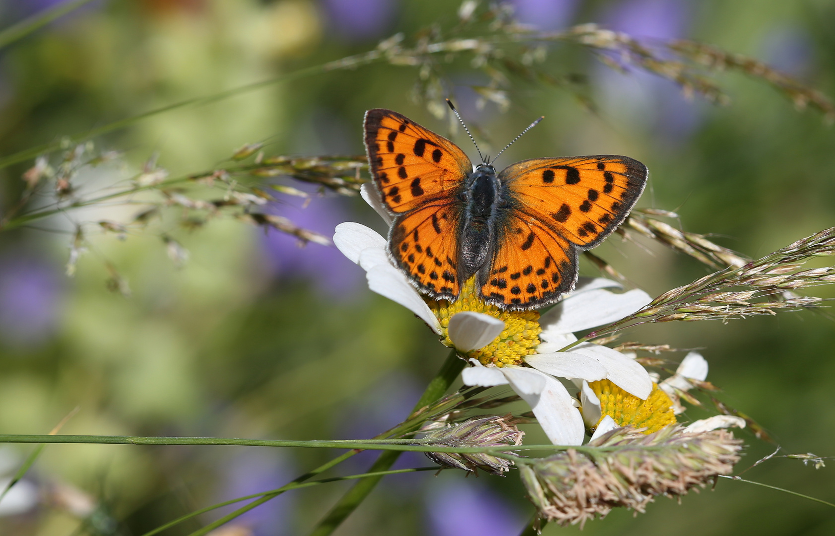 Lycaena alciphron ssp gordius Foto & Bild | sommer, makro, natur Bilder ...
