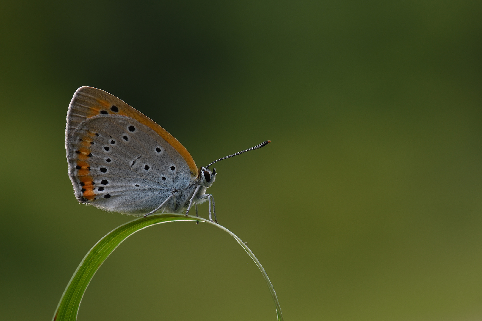 Lycaena dispar , Large copper Foto & Bild | tiere, wildlife ...