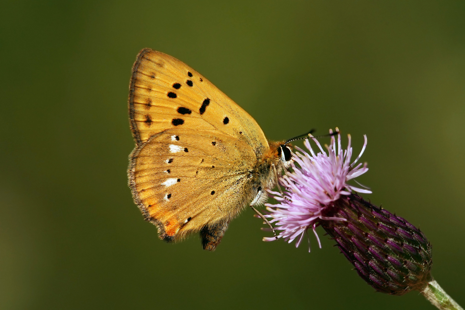 Lycaena virgaureae » scarce copper Foto & Bild | tiere, wildlife ...